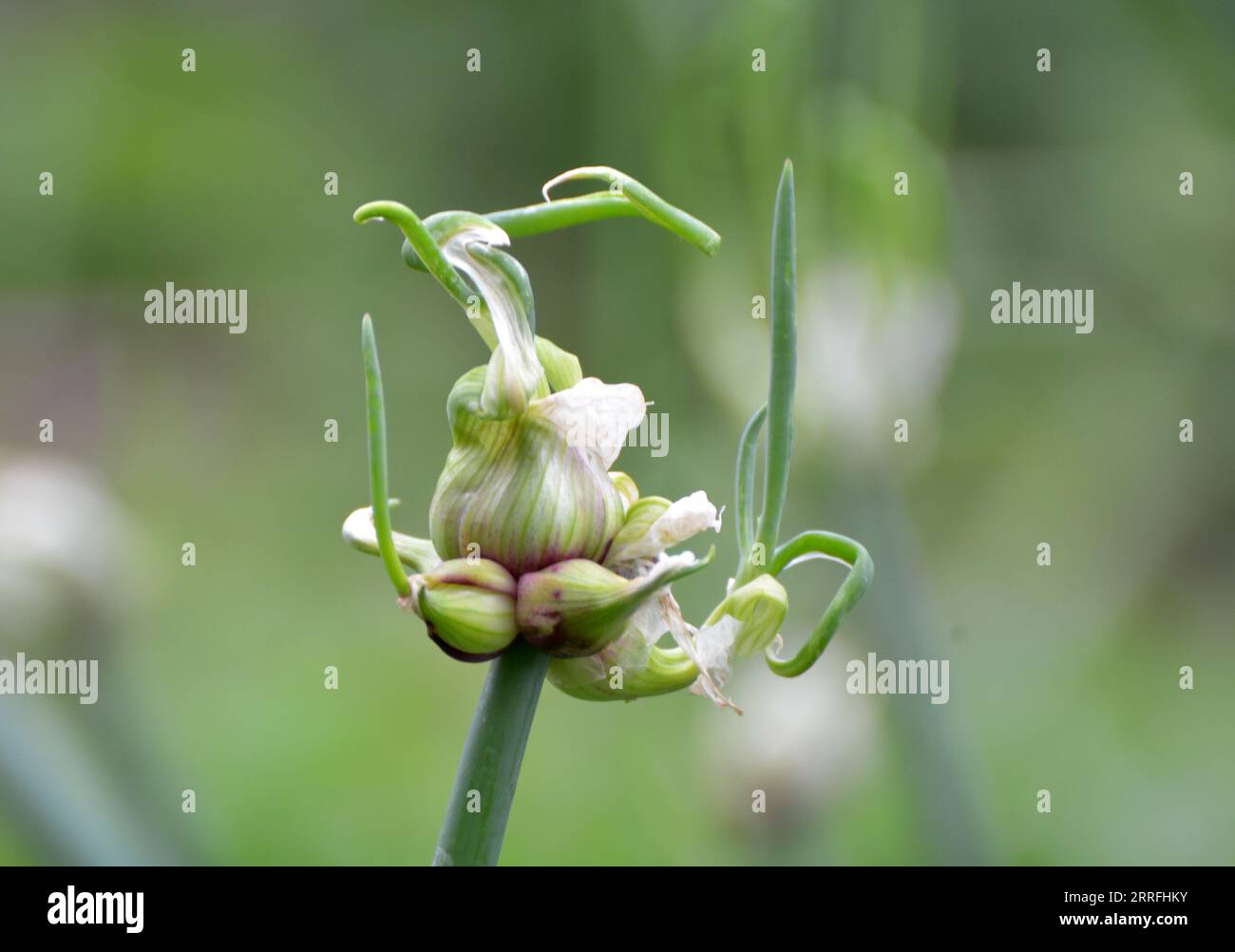 Bulb reproduction hi-res stock photography and images - Alamy