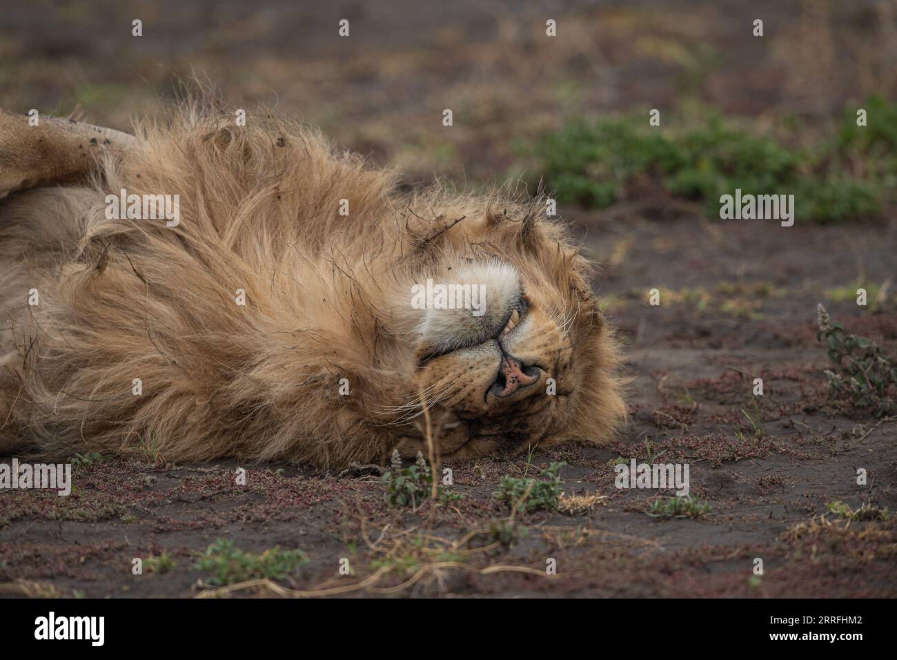 An exhausted lion twitches in his sleep. Ndutu, Tanzania: POIGNANT ...