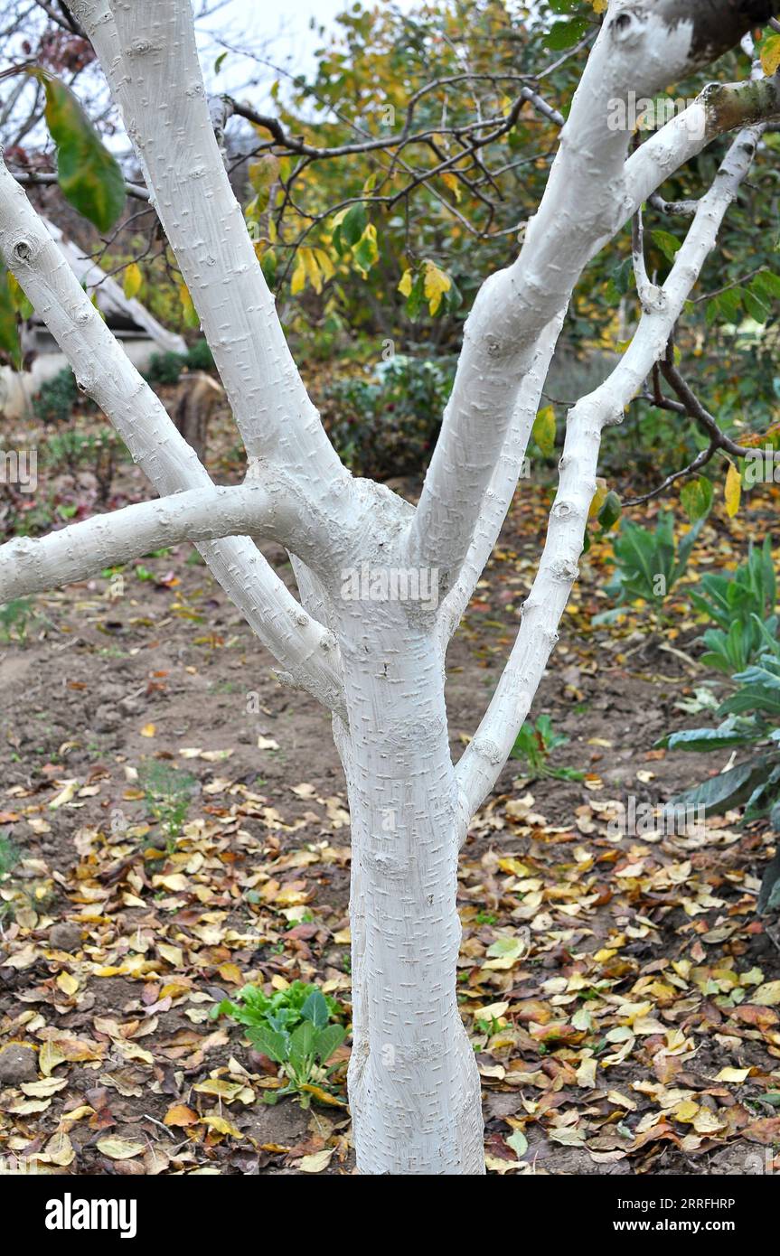 Autumn whitewash of fruit trees in the orchard for protection against ...