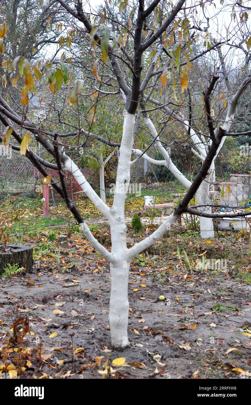 Autumn whitewash of fruit trees in the orchard for protection against ...