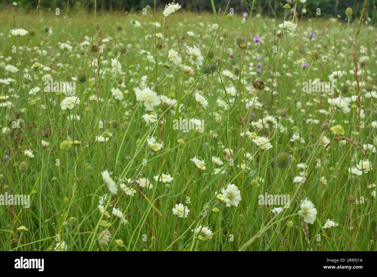 Scabiosa ochroleuca grows in the wild among grasses Stock Photo - Alamy