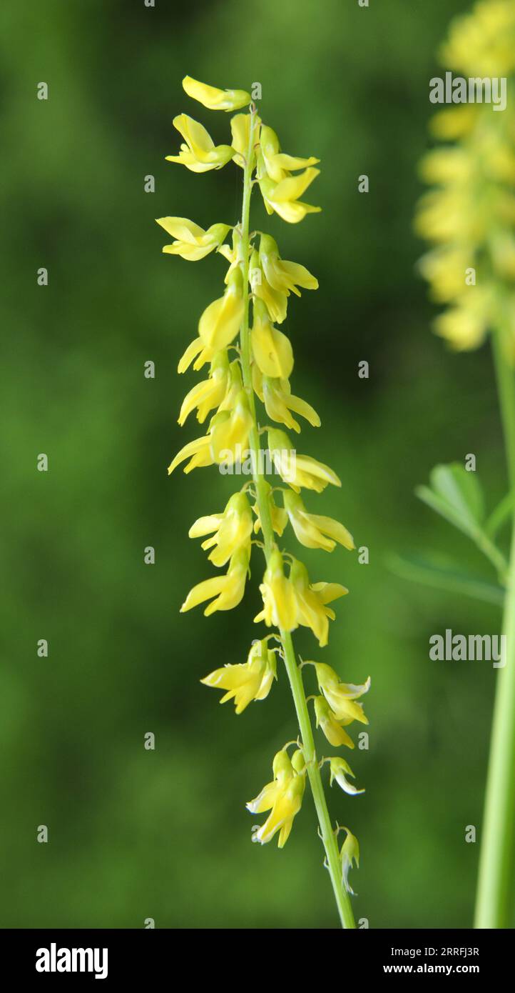 Melilot yellow (Melilotus officinalis) blooms in the wild in summer ...