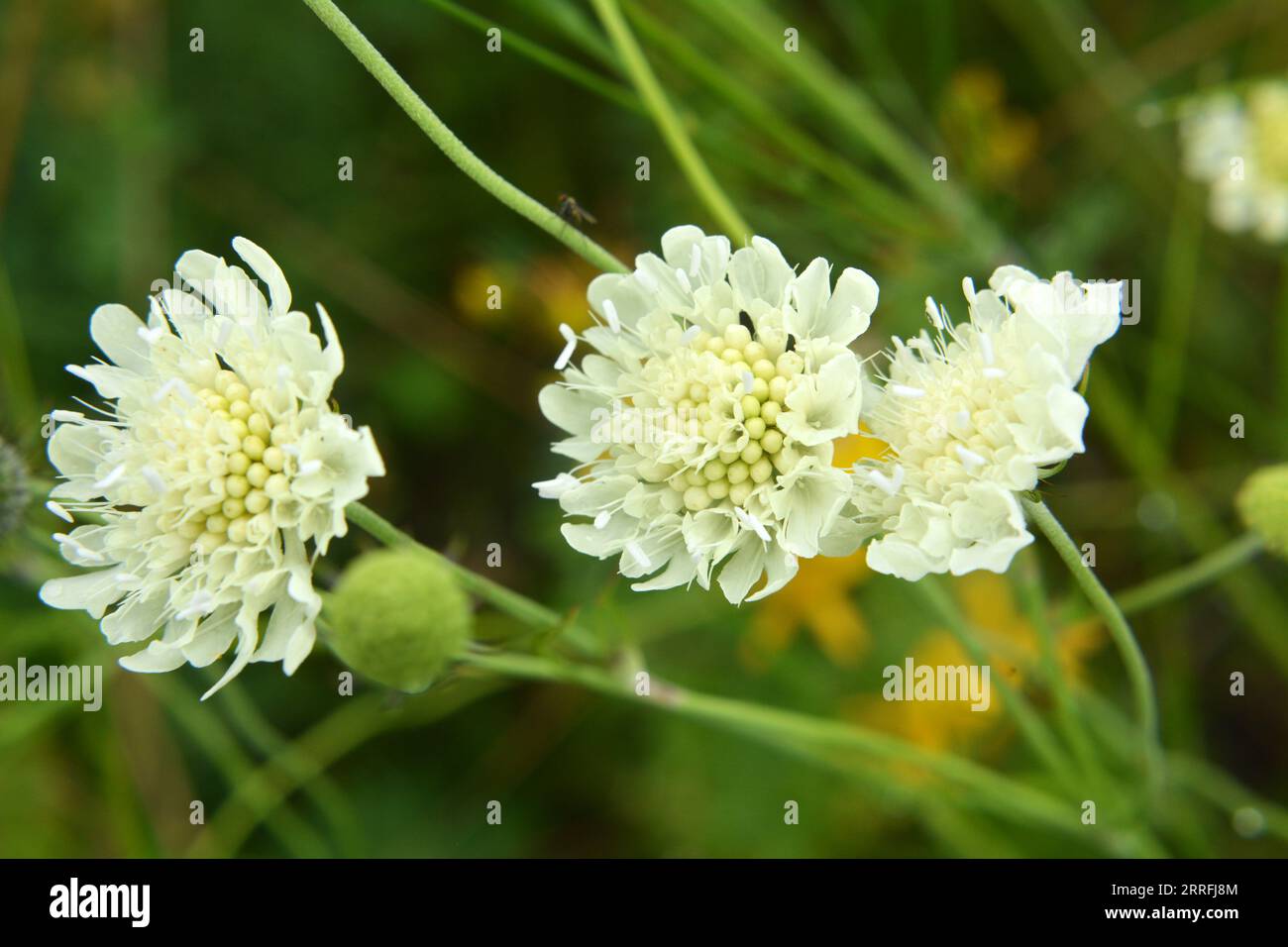Scabiosa ochroleuca grows in the wild among grasses Stock Photo - Alamy