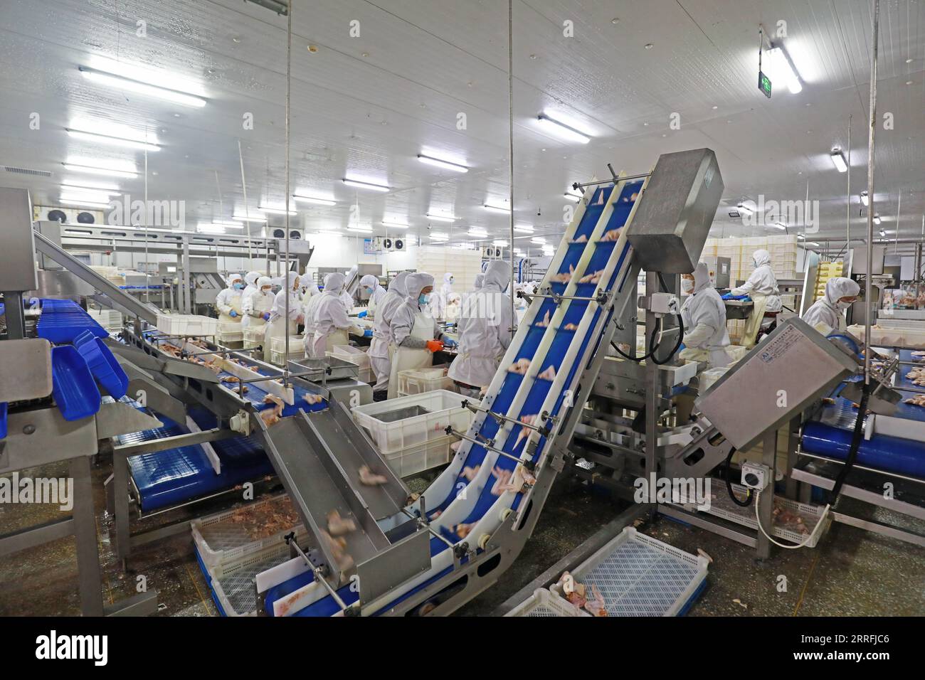 China chicken processing plant hi-res stock photography and images - Alamy