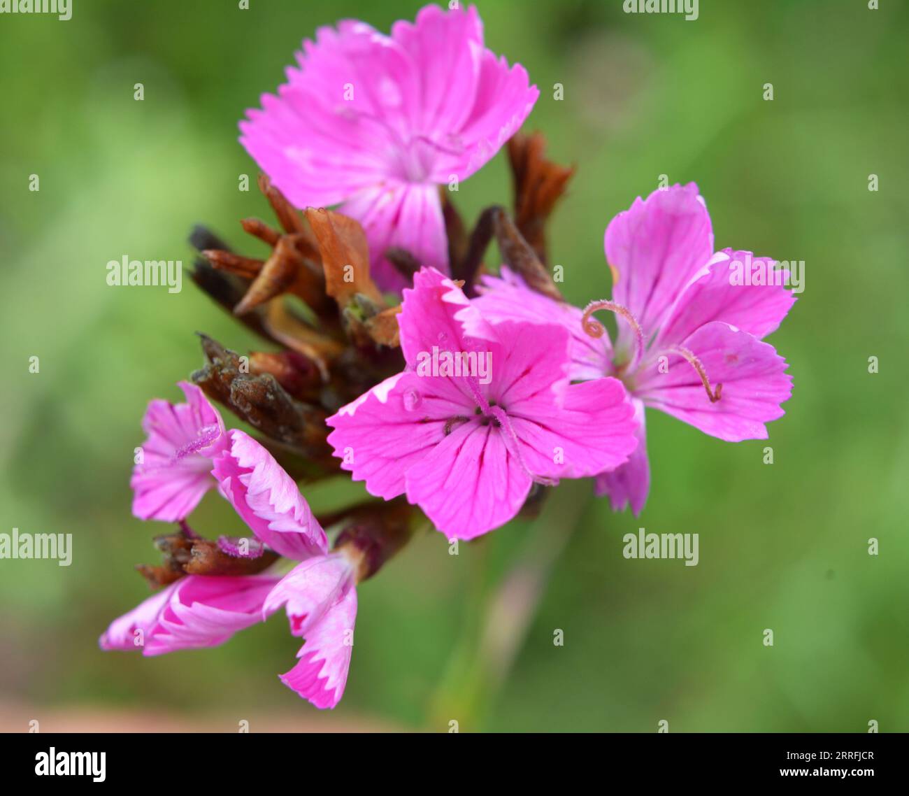 In the wild, carnation (Dianthus) blooms among herbs Stock Photo - Alamy