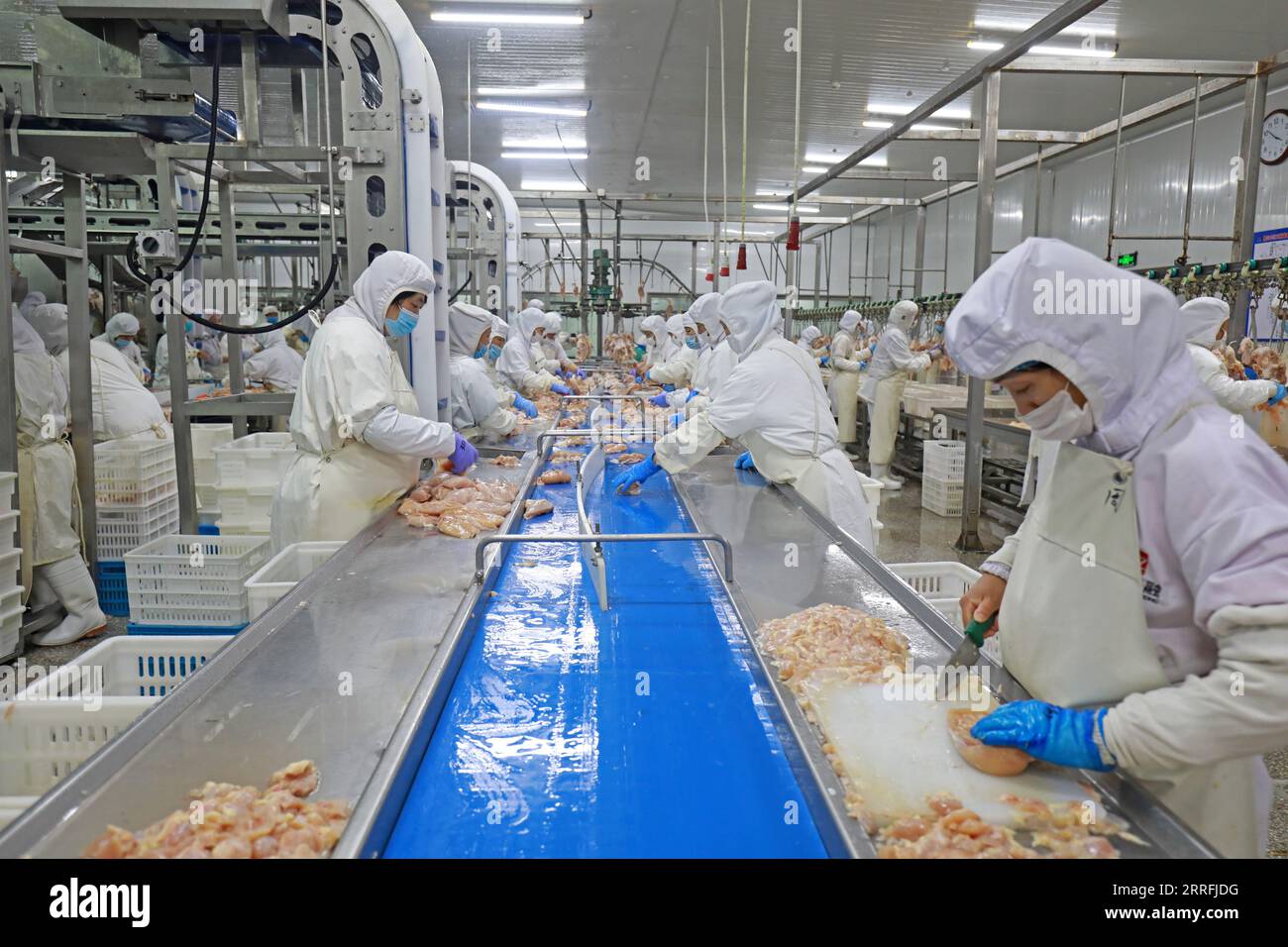 China chicken processing plant hi-res stock photography and images - Alamy
