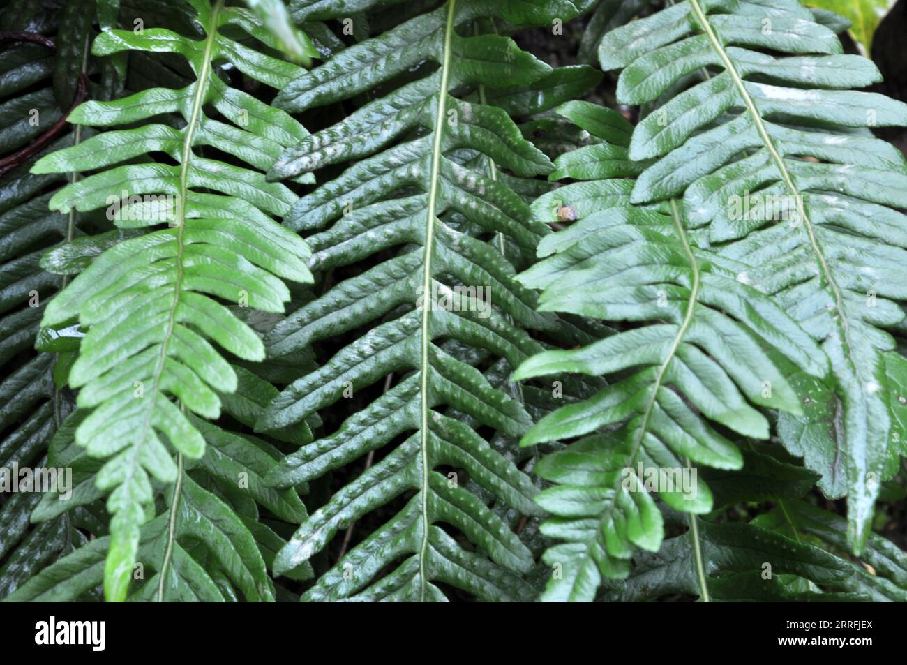 Fern Polypodium vulgare grows in the wild on a rock in the woods Stock ...