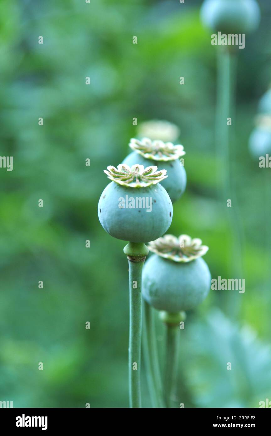 Poppy flower grows close up hi-res stock photography and images - Alamy
