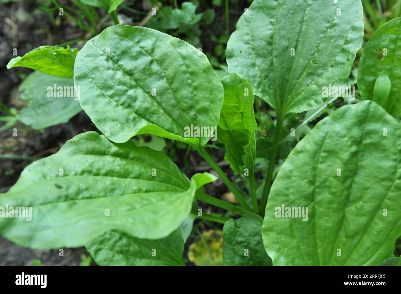 In summer, plantain (Plantago cornutii) grows in the wild Stock Photo ...