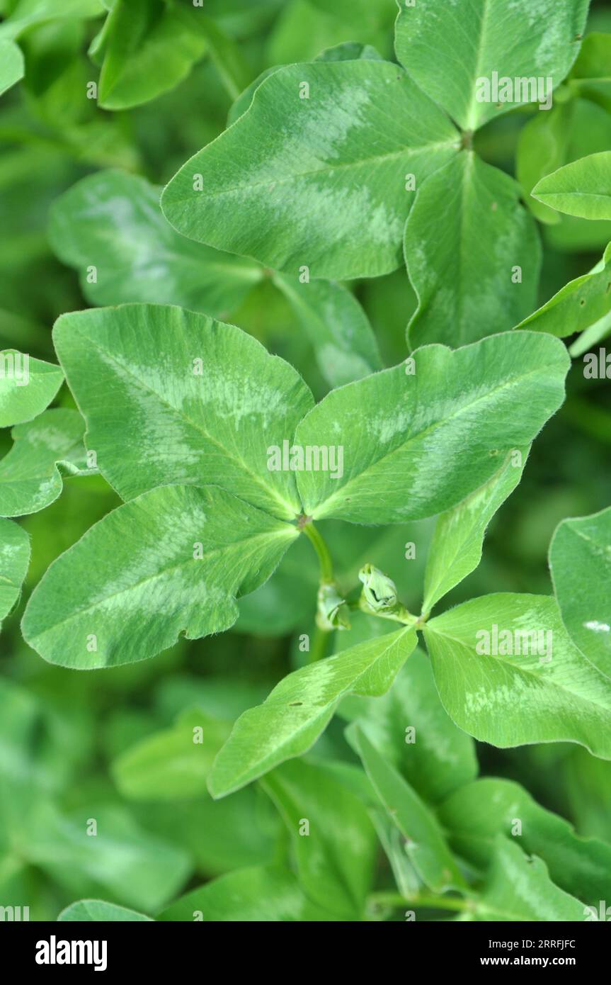 In the spring farm field young clover grows Stock Photo - Alamy