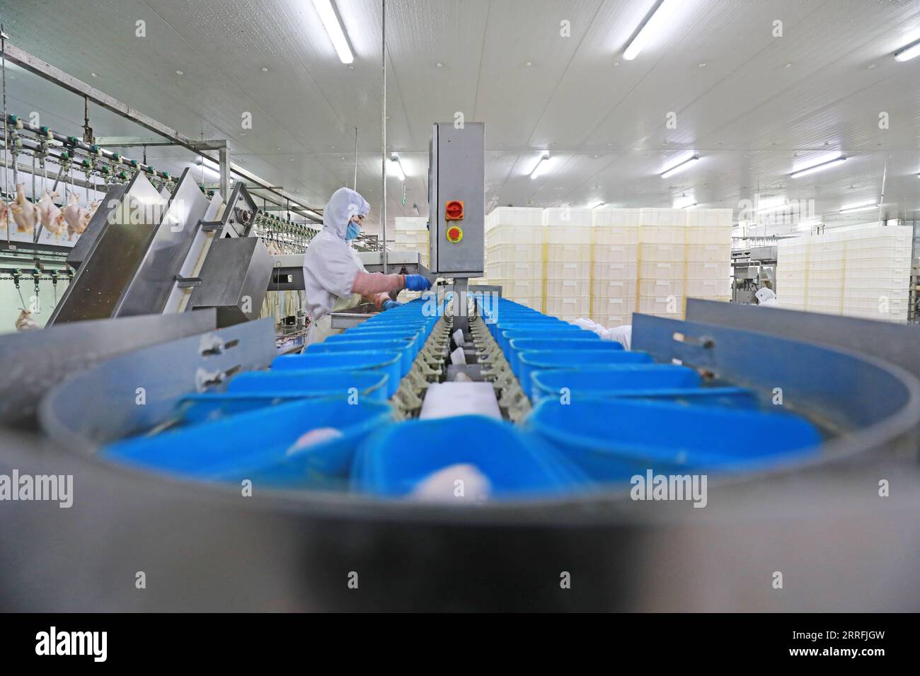 China chicken processing plant hi-res stock photography and images - Alamy