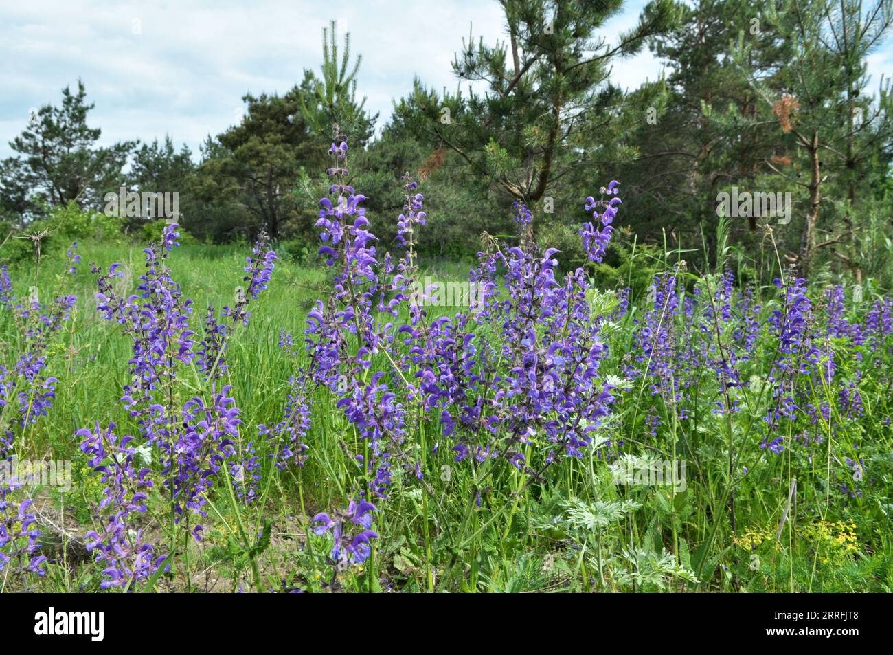 Summer sage (Salvia pratensis) blooms among wild herbs Stock Photo - Alamy