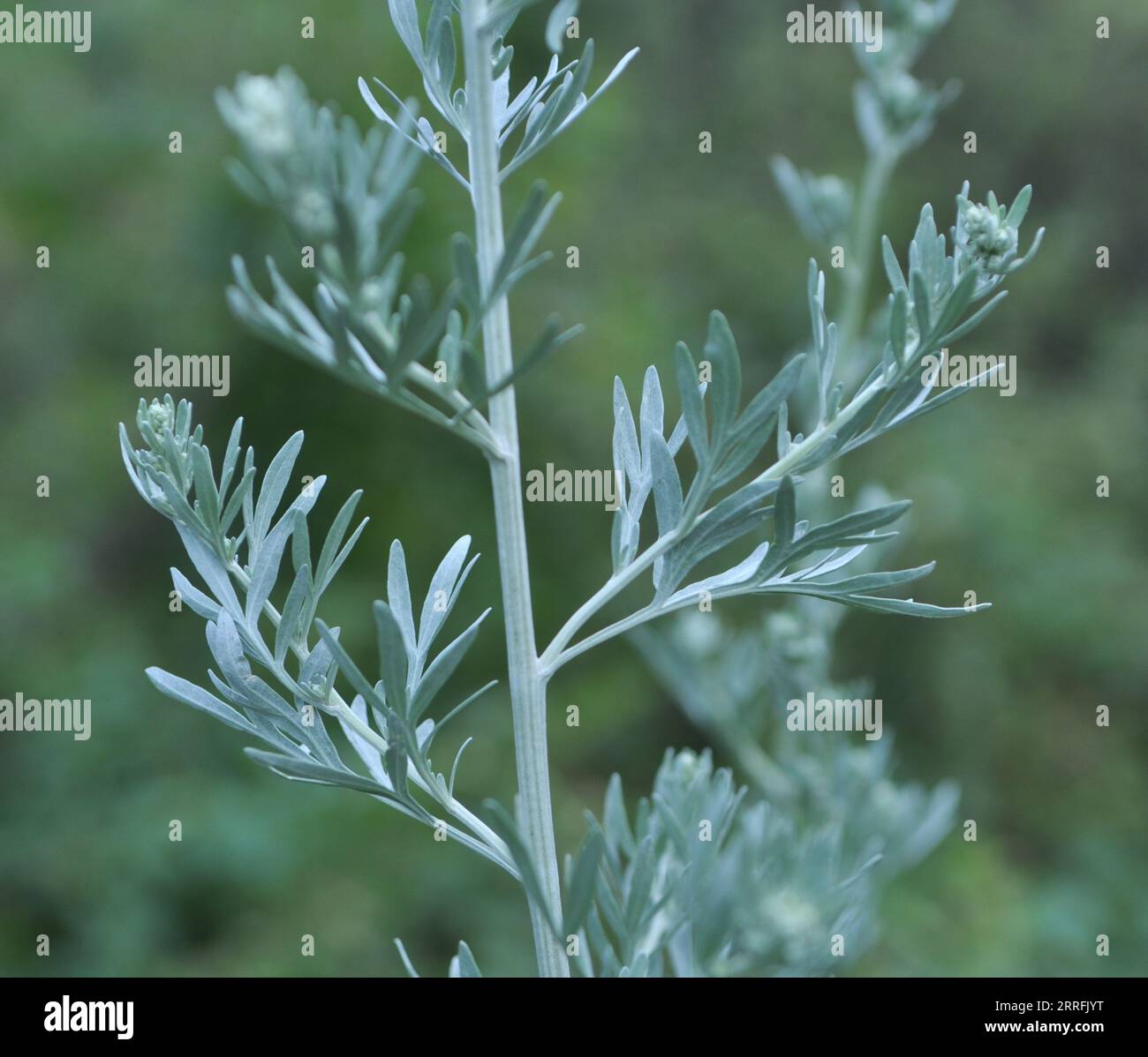 Bitter wormwood (Artemisia absinthium) bush grows in the wild Stock ...