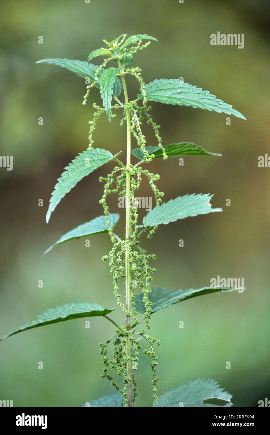 The nettle dioecious (Urtica dioica) with green leaves grows in natural ...