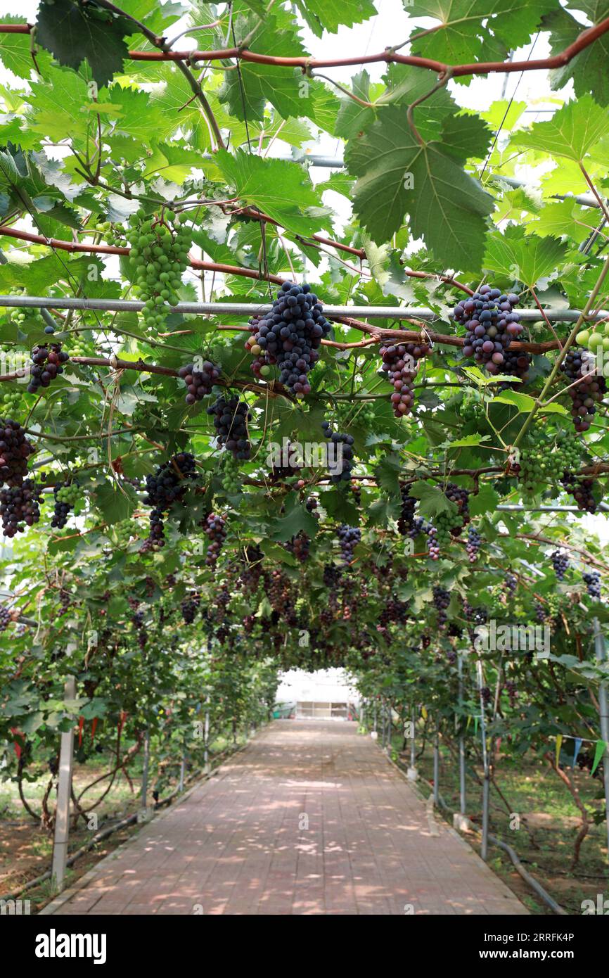 Fruit laden vineyards, North China Stock Photo - Alamy