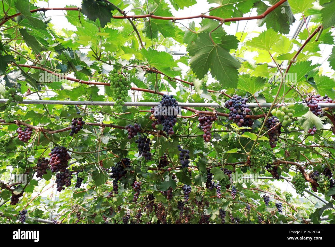 Fruit laden vineyards, North China Stock Photo - Alamy