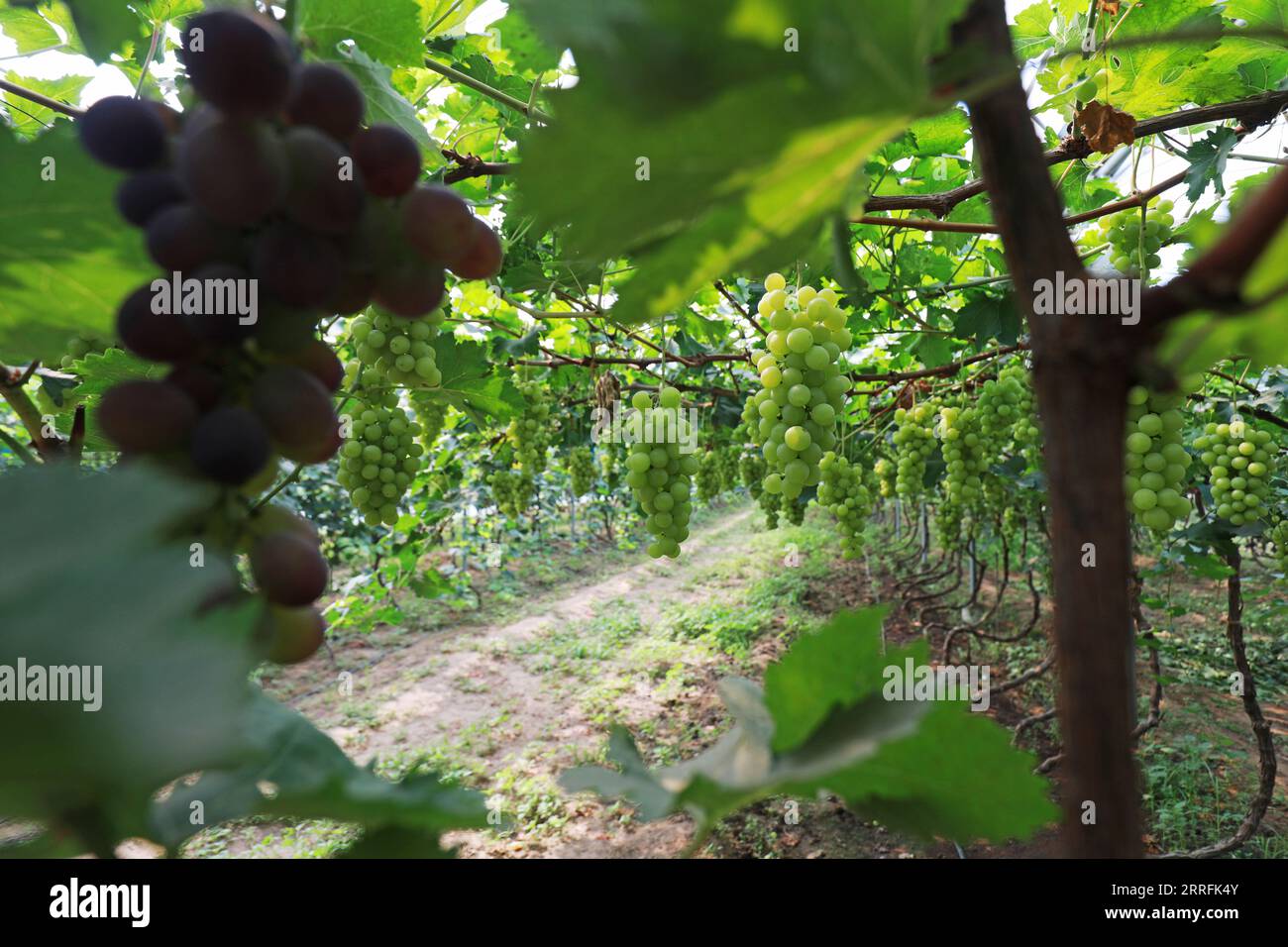 Fruit laden vineyards, North China Stock Photo - Alamy