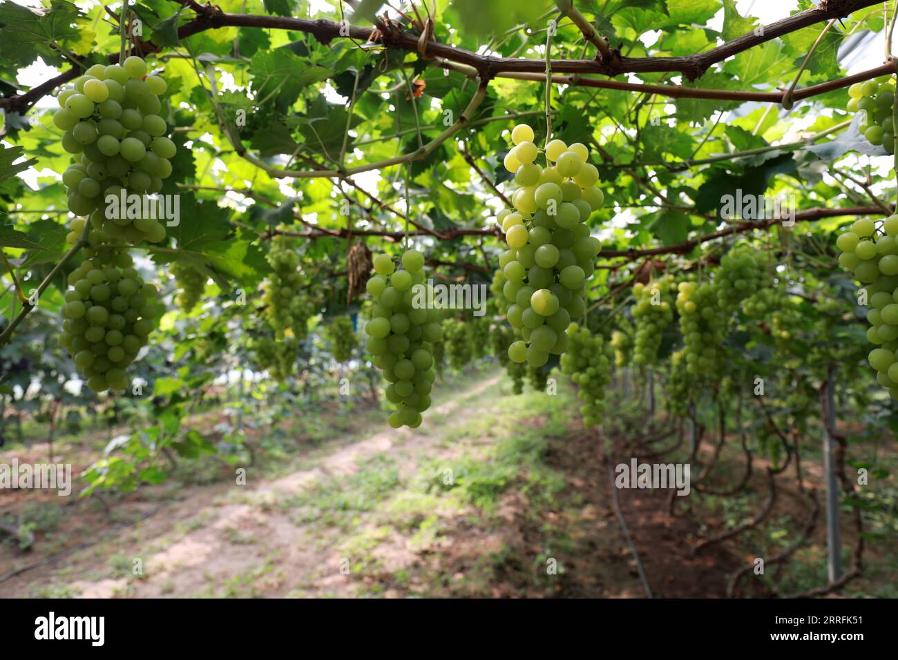 Fruit laden vineyards, North China Stock Photo - Alamy