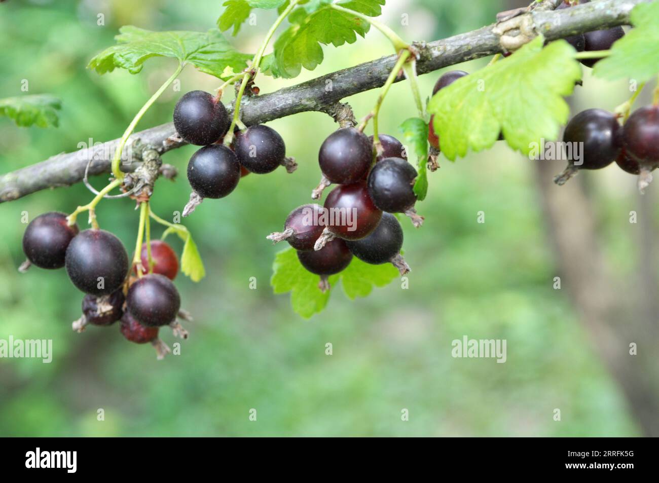 On the branch are ripe black berries of Yoshta Stock Photo - Alamy