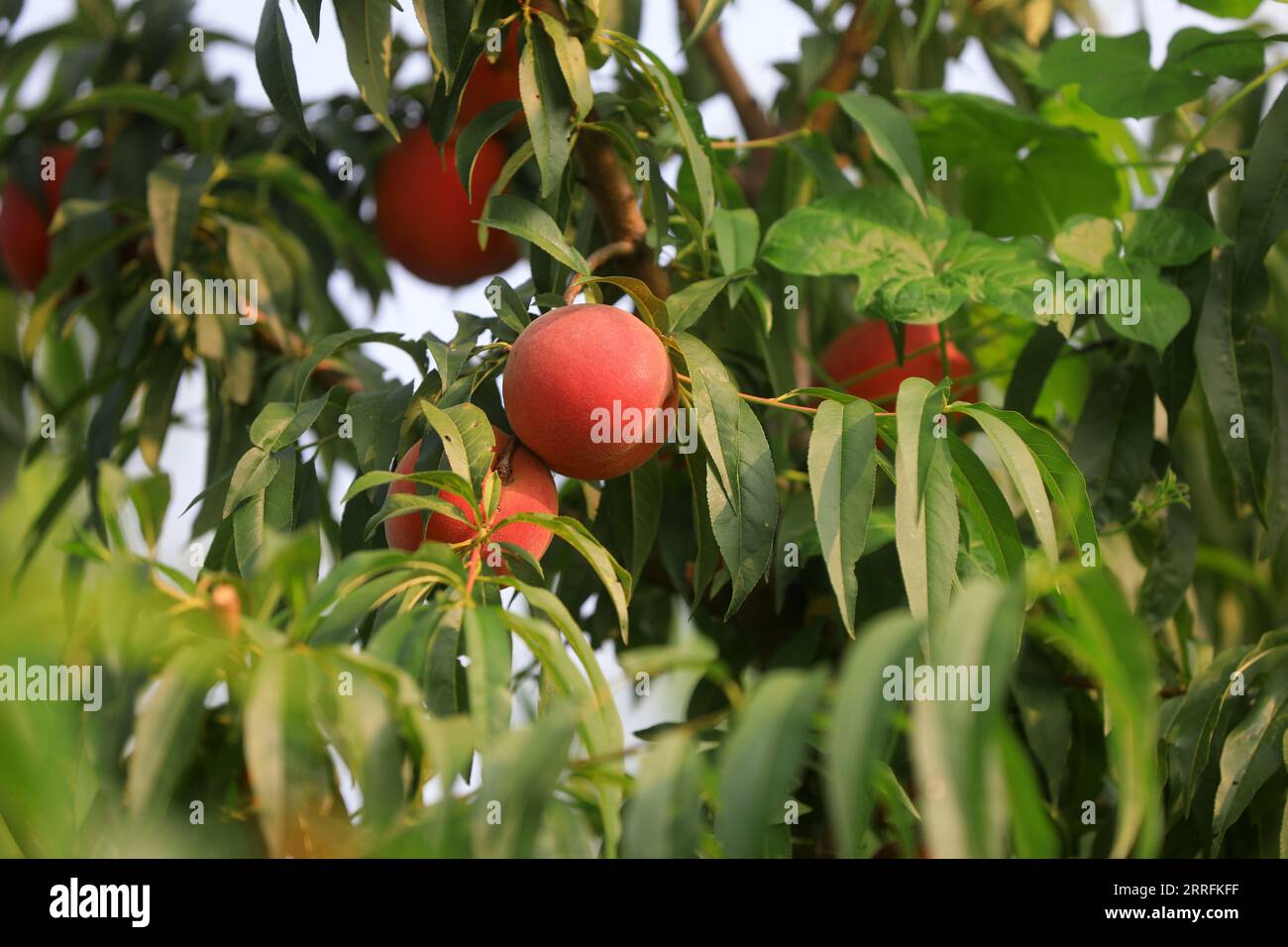 fruit growing in close clusters Stock Photo - Alamy
