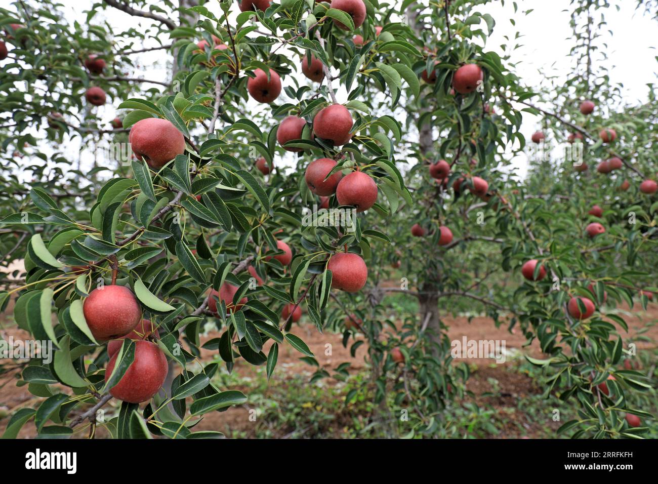 fruit growing in close clusters Stock Photo - Alamy