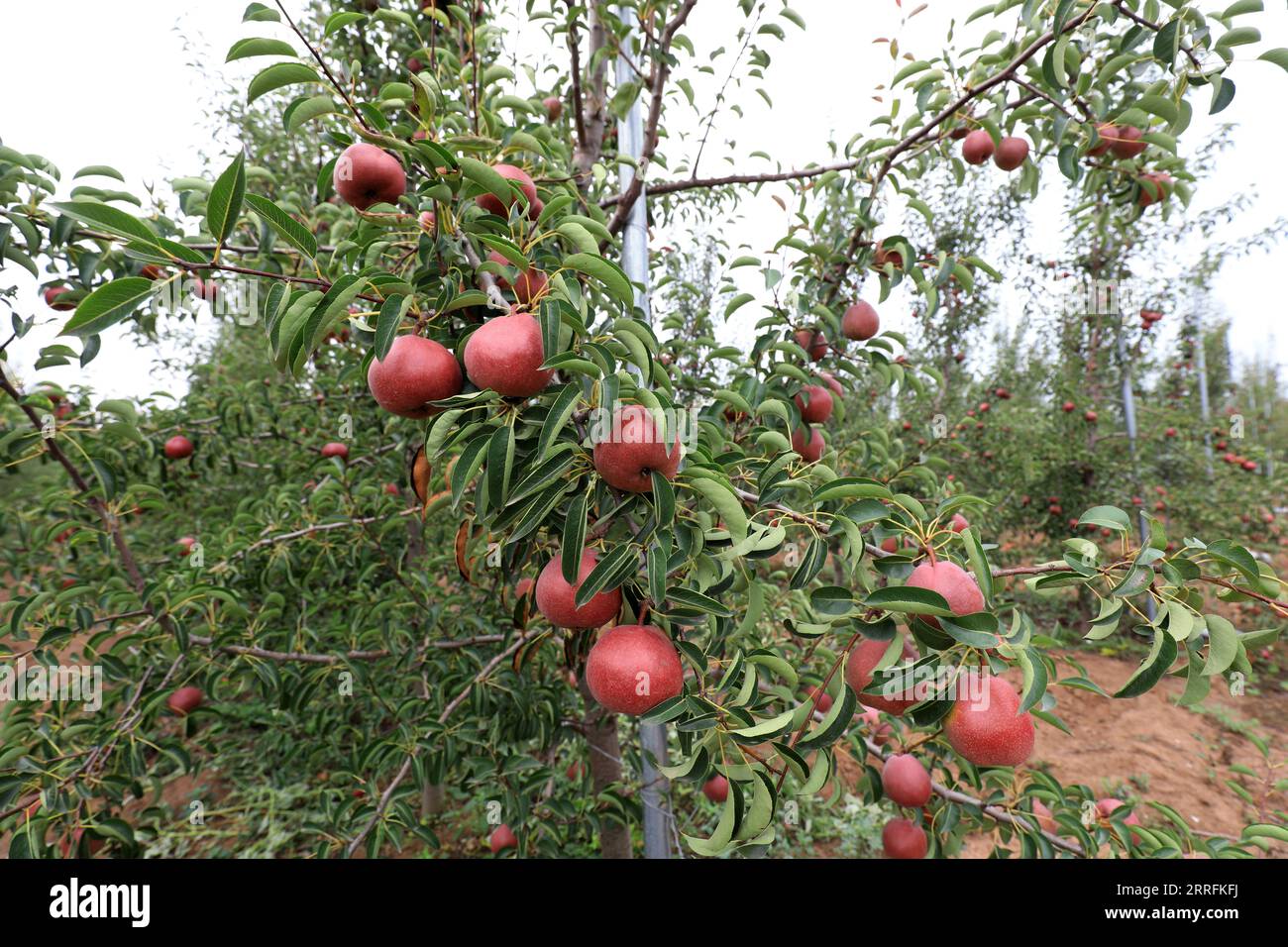 fruit growing in close clusters Stock Photo - Alamy