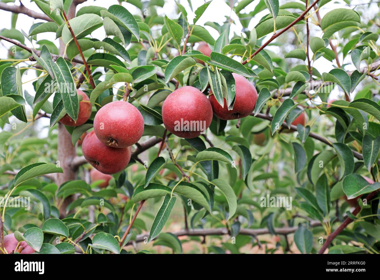 fruit growing in close clusters Stock Photo - Alamy