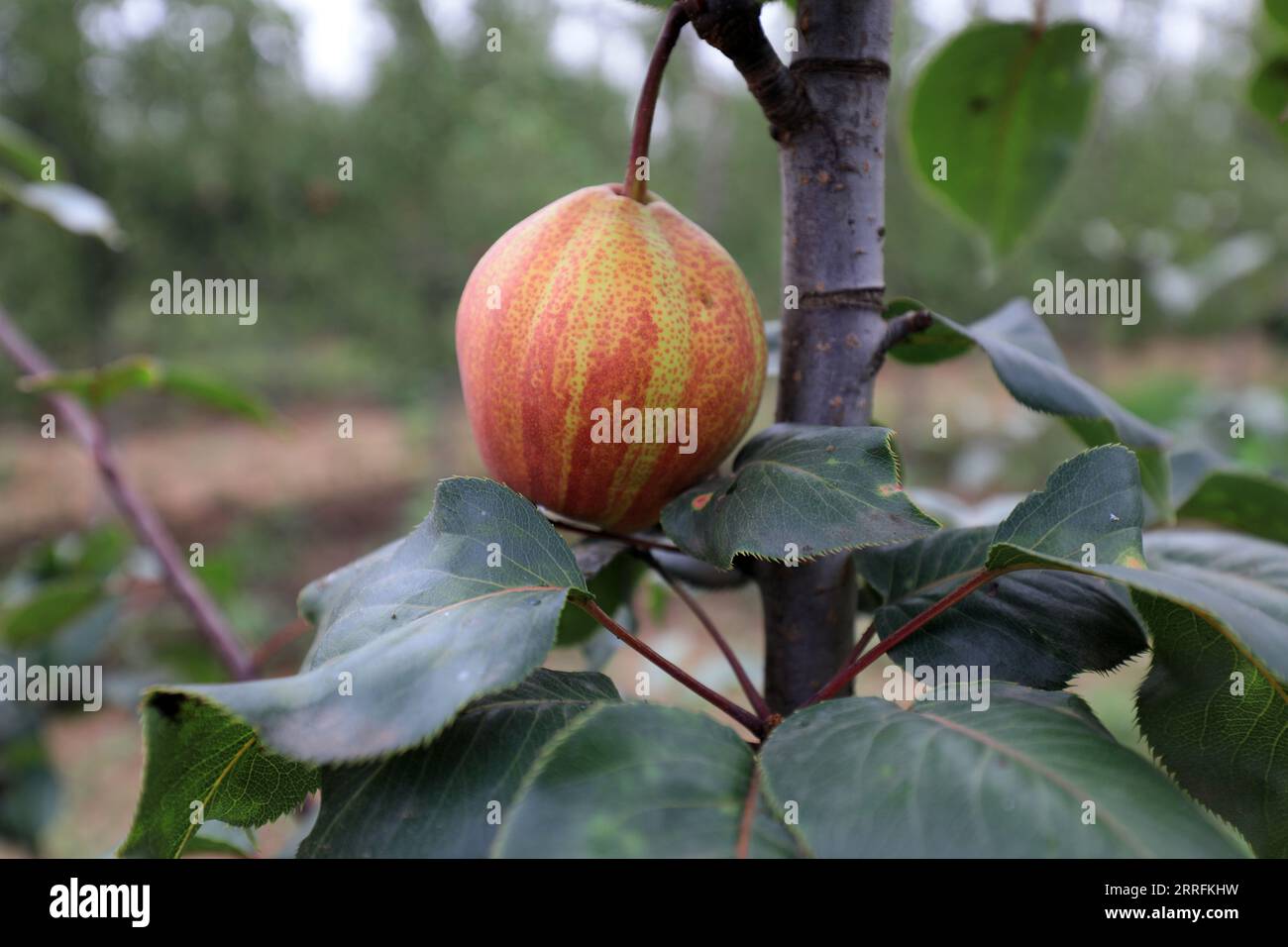 fruit growing in close clusters Stock Photo - Alamy