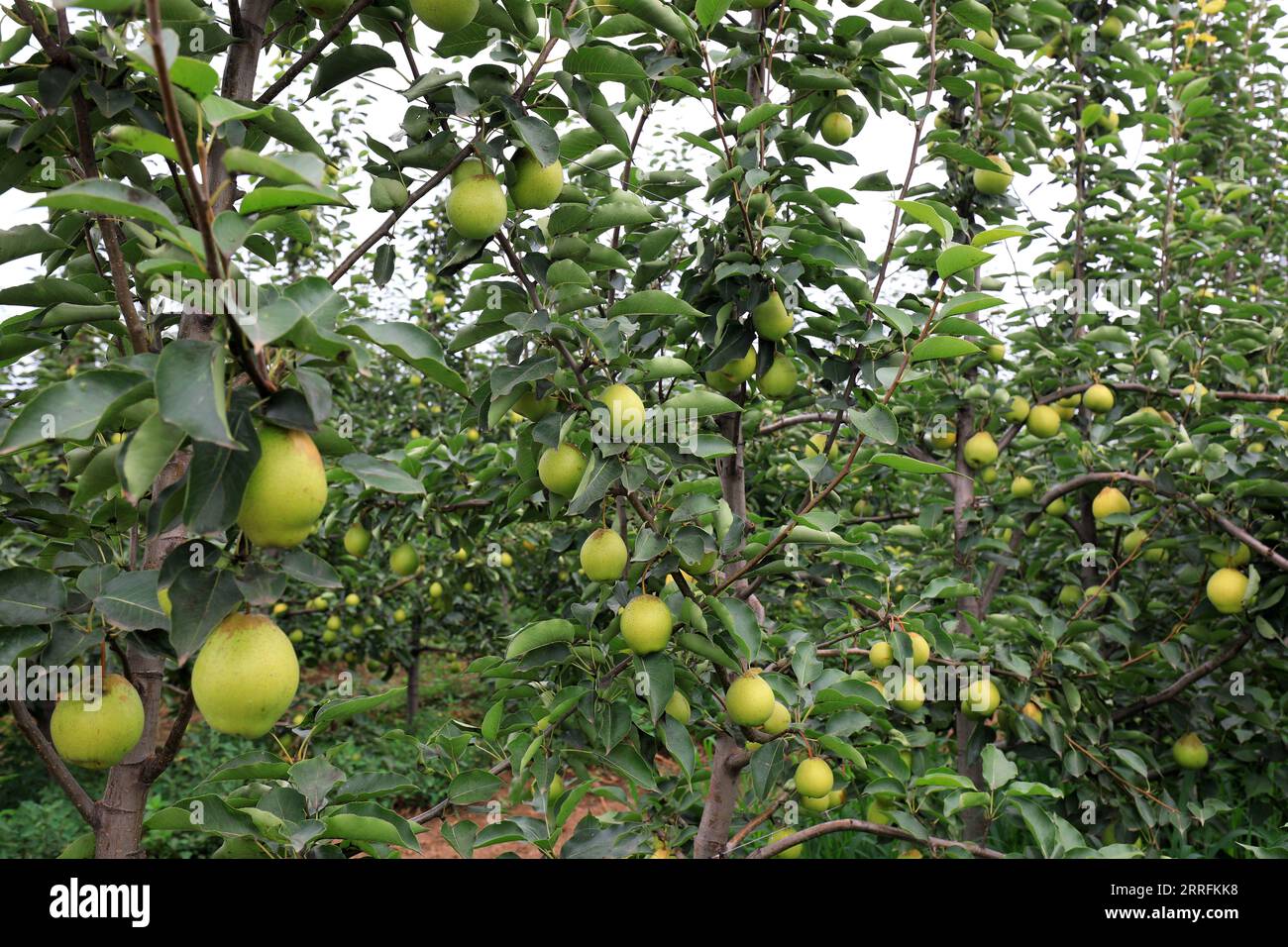 fruit growing in close clusters Stock Photo - Alamy
