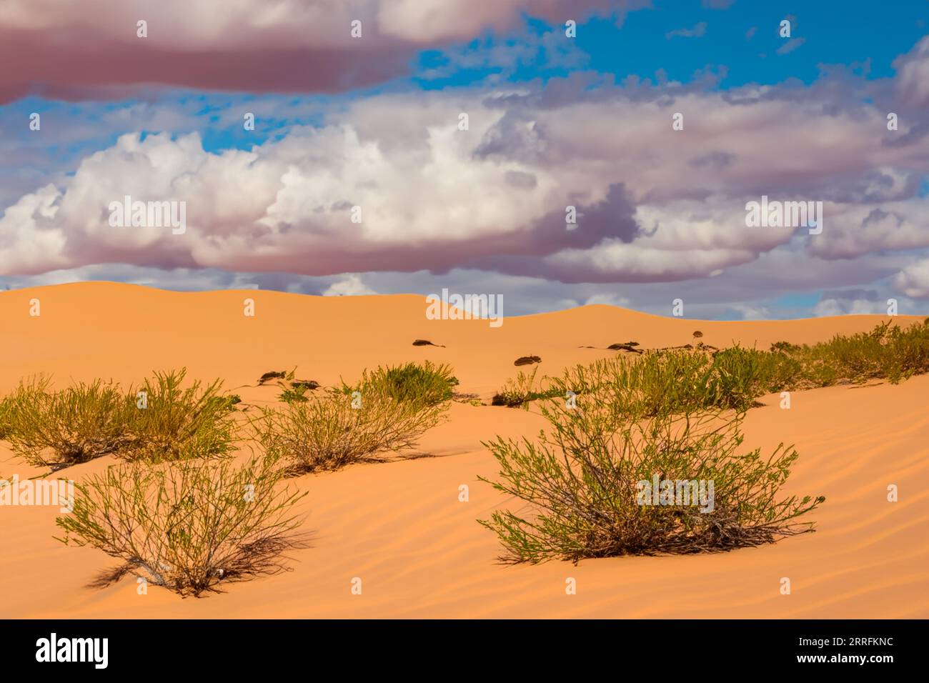 climate change desert landscape Stock Photo - Alamy