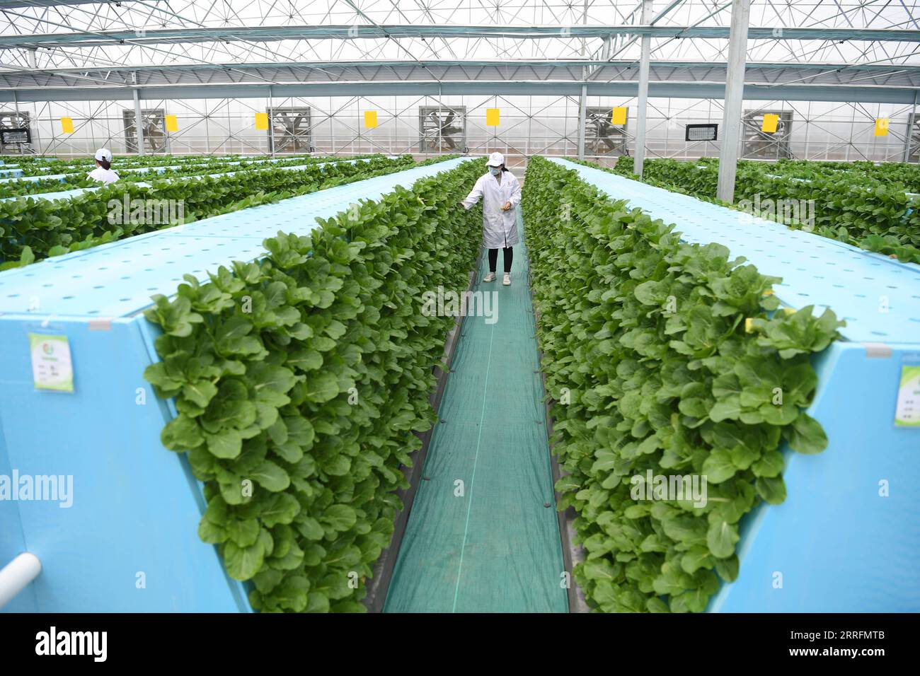 Specific temperature controlled growing hi-res stock photography and ...