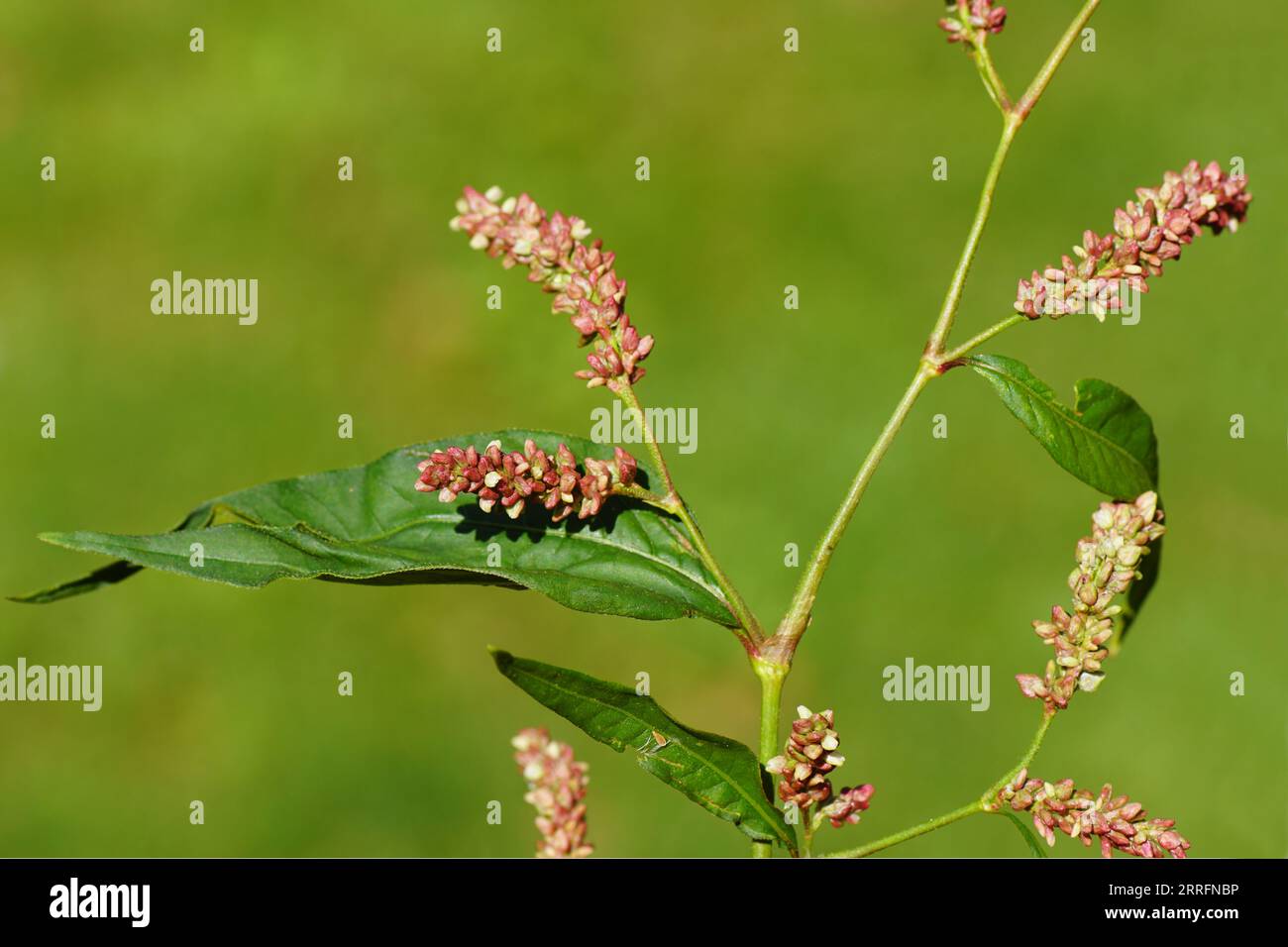 Closeup flowers of pale persicaria, curlytop knotweed (Persicaria ...