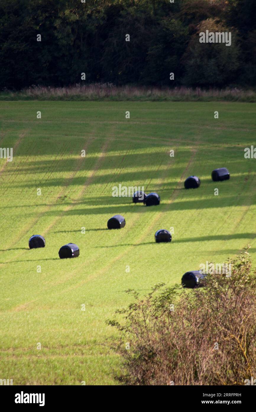 Round Bales of Silage after harvesting and bagged waiting to be picked ...