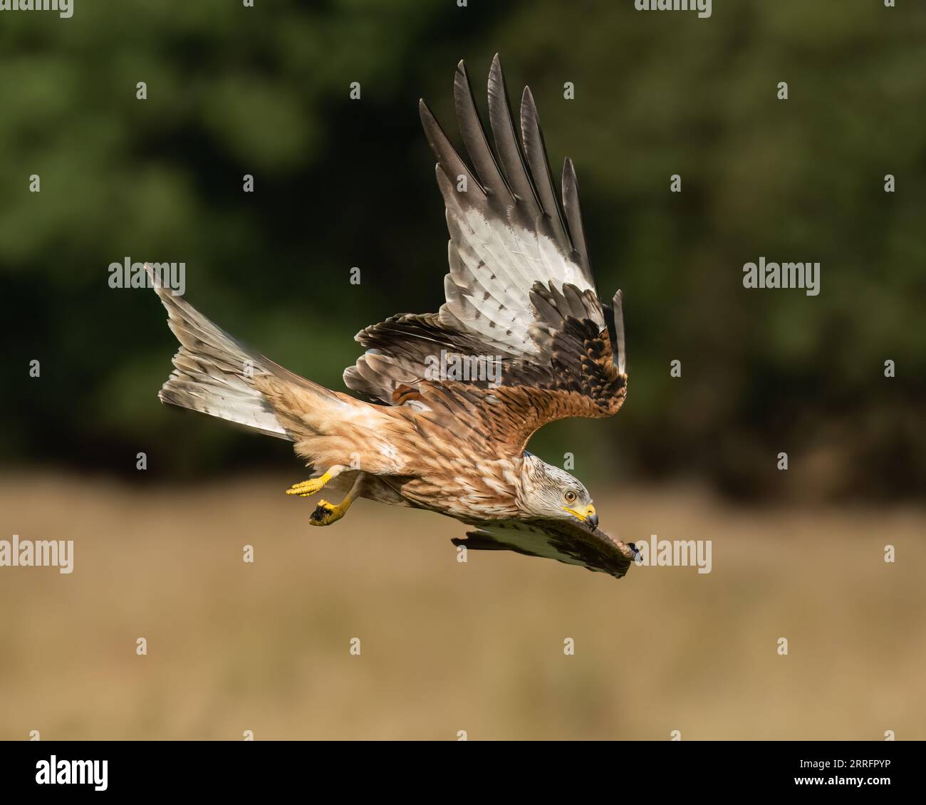 Kites legs hi-res stock photography and images - Alamy