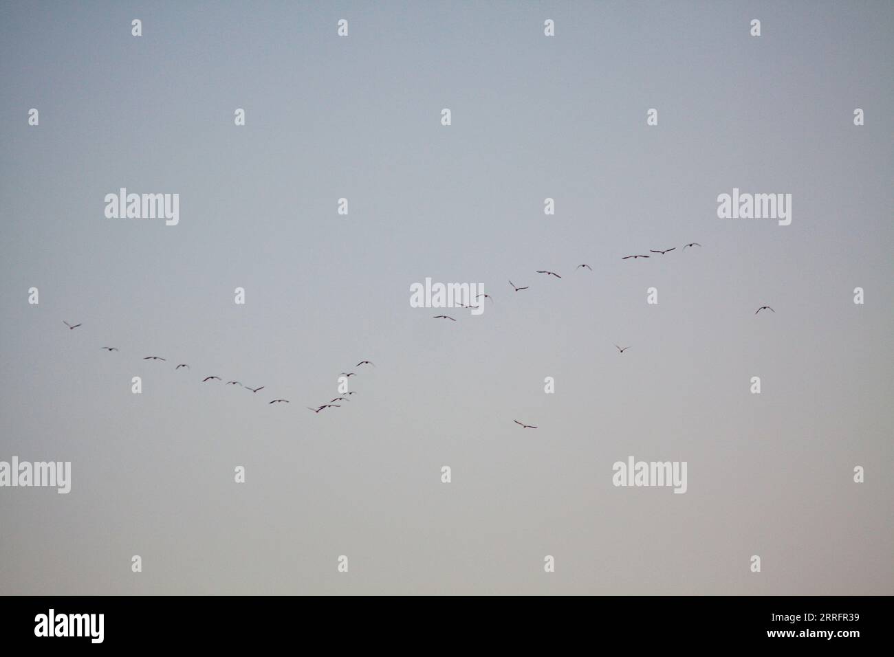 Bird migration routes hi-res stock photography and images - Alamy