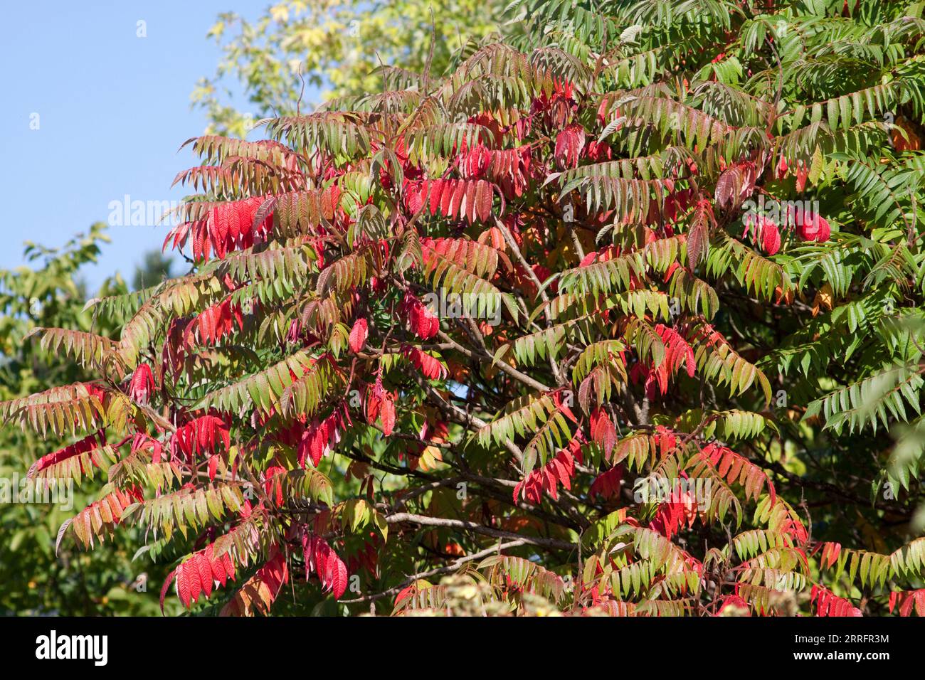 Tree with Red Leaves in the Cotswolds Oxfordshire England uk Stock ...