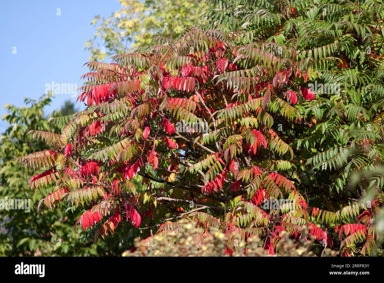 Tree with Red Leaves in the Cotswolds Oxfordshire England uk Stock ...