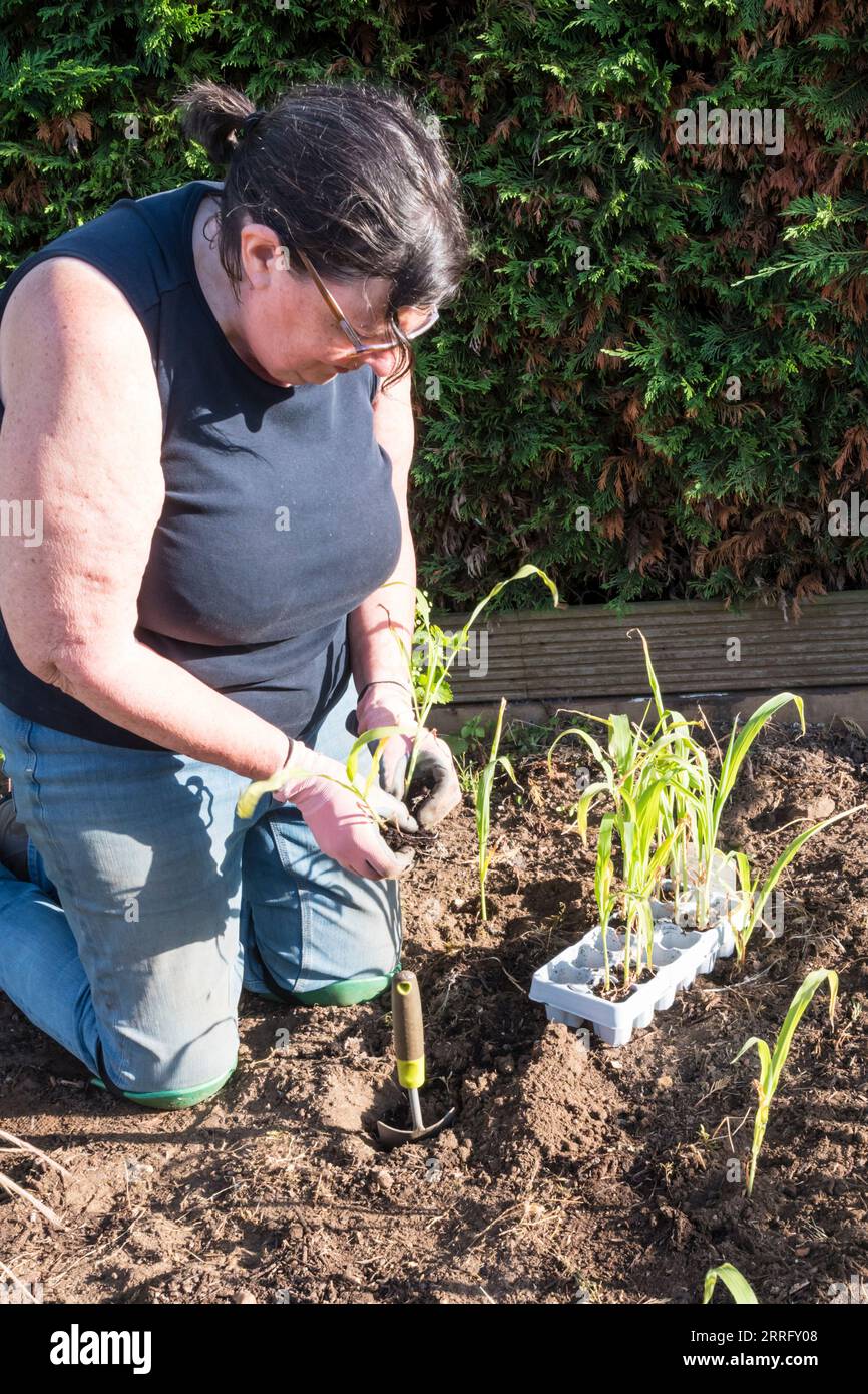 Woman planting out sweetcorn in her vegetable garden or allotment Stock ...
