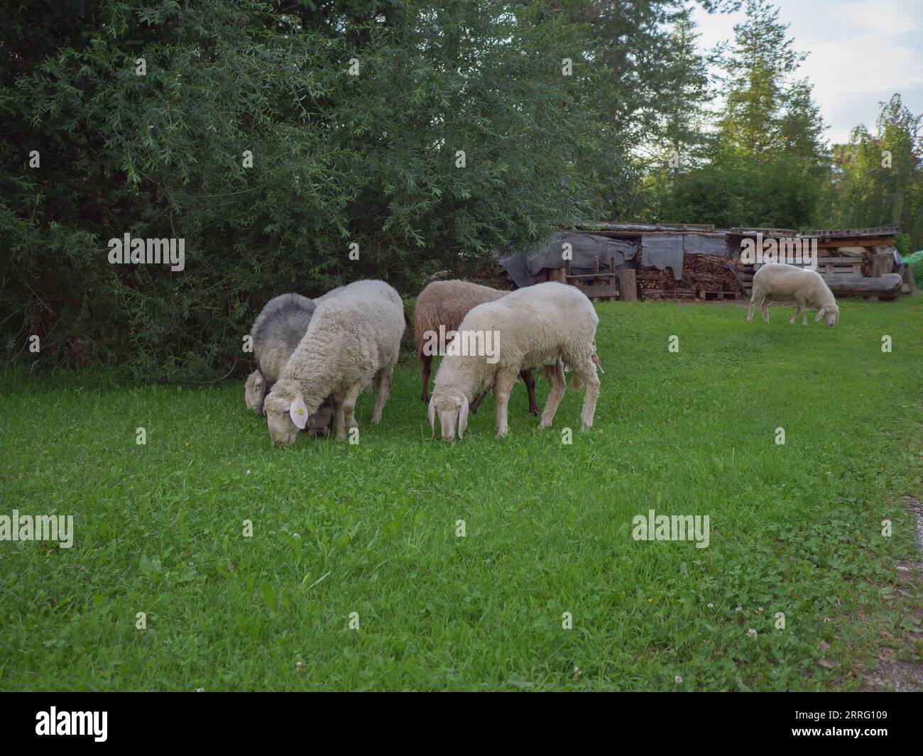 Sheep Ruminating on Grass near Trees Stock Photo - Alamy