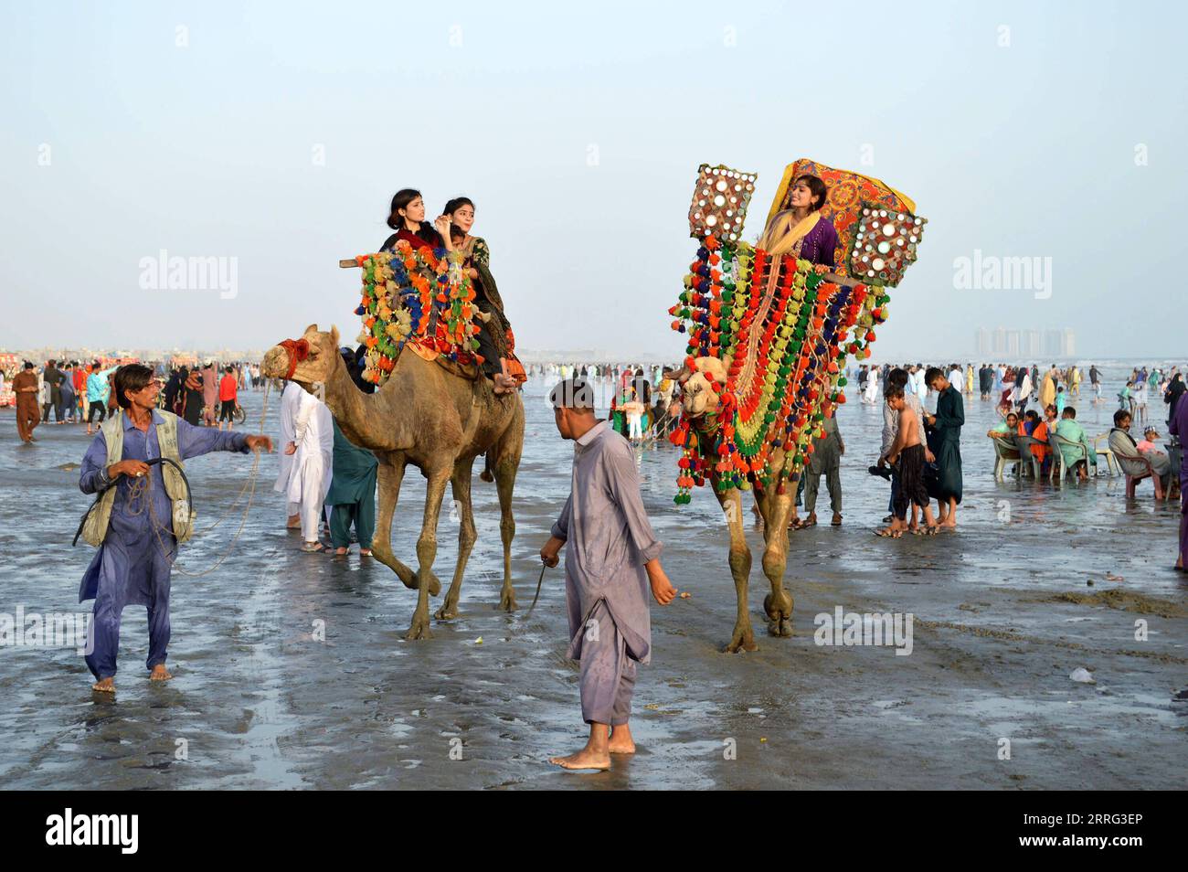 Karachi pakistan eid camel karachi pakistan hi-res stock photography ...