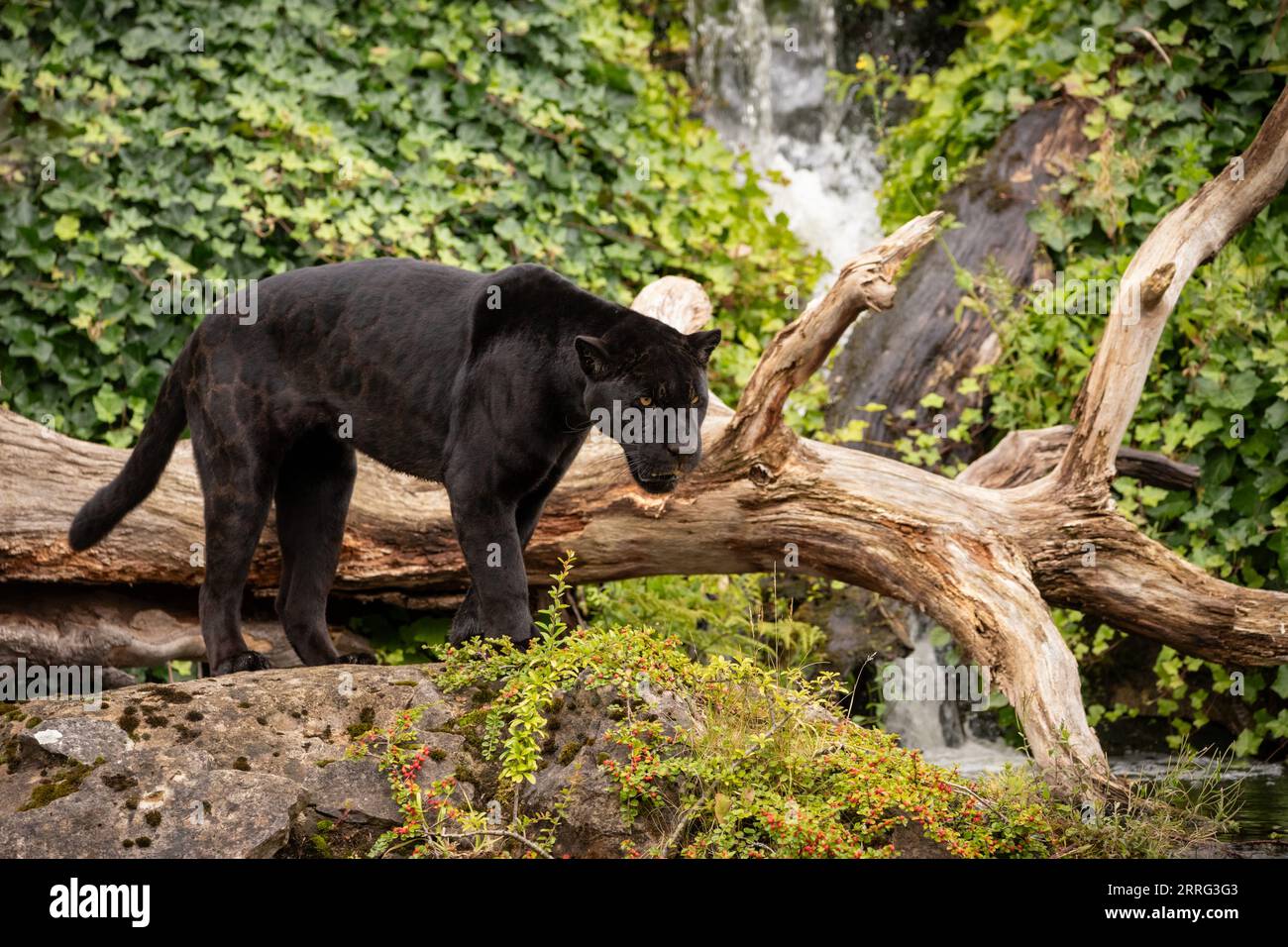 Inka poses in front of a waterfall CHESTER ZOO, ENGLAND RARE FOOTAGE ...