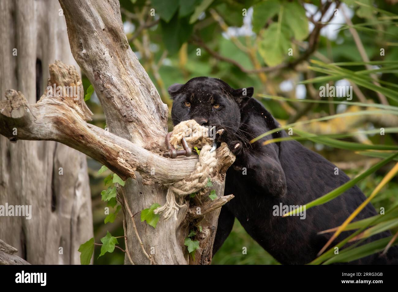 Inka begins trying to take down her feed rope CHESTER ZOO, ENGLAND RARE ...