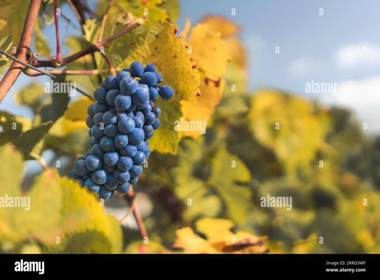 Cremant of luxembourg hi-res stock photography and images - Alamy