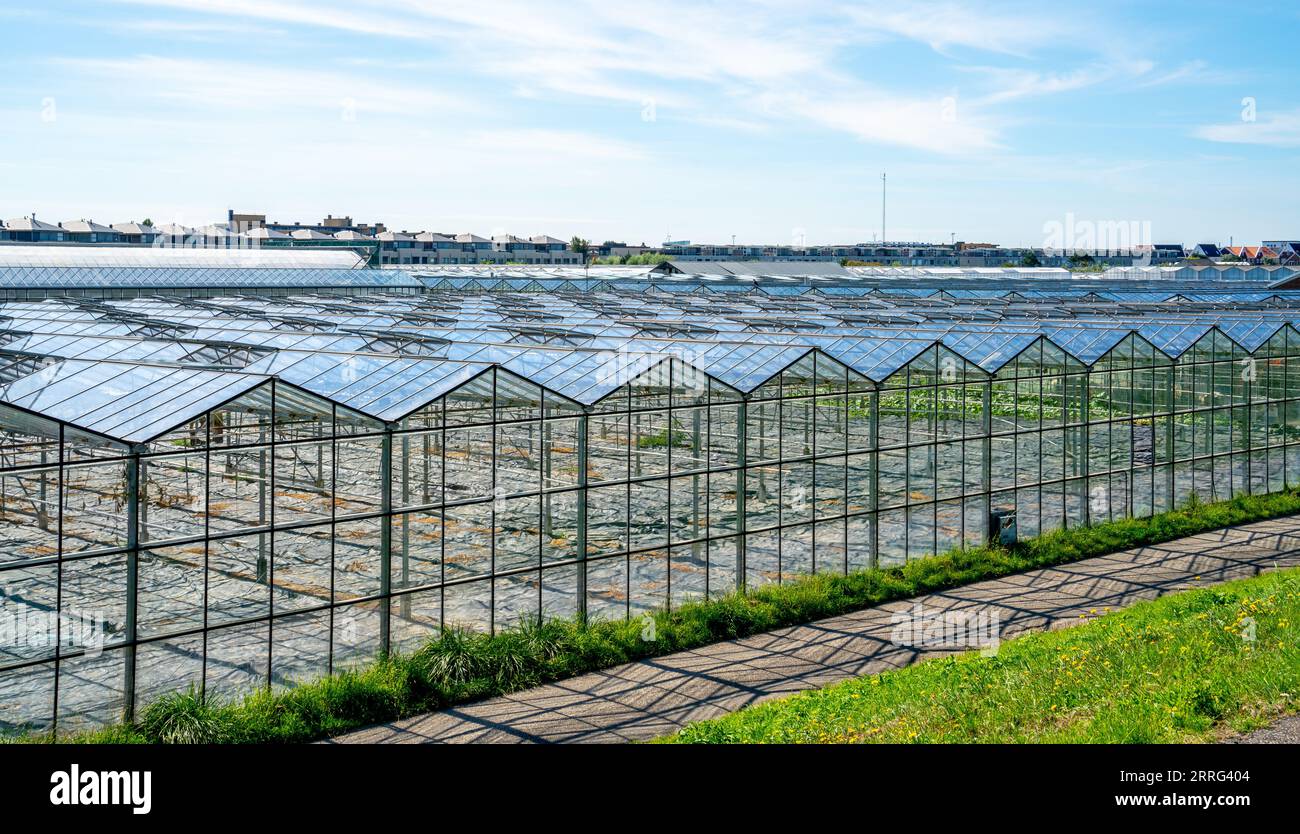 Large glass greenhouses in the Netherlands Stock Photo - Alamy