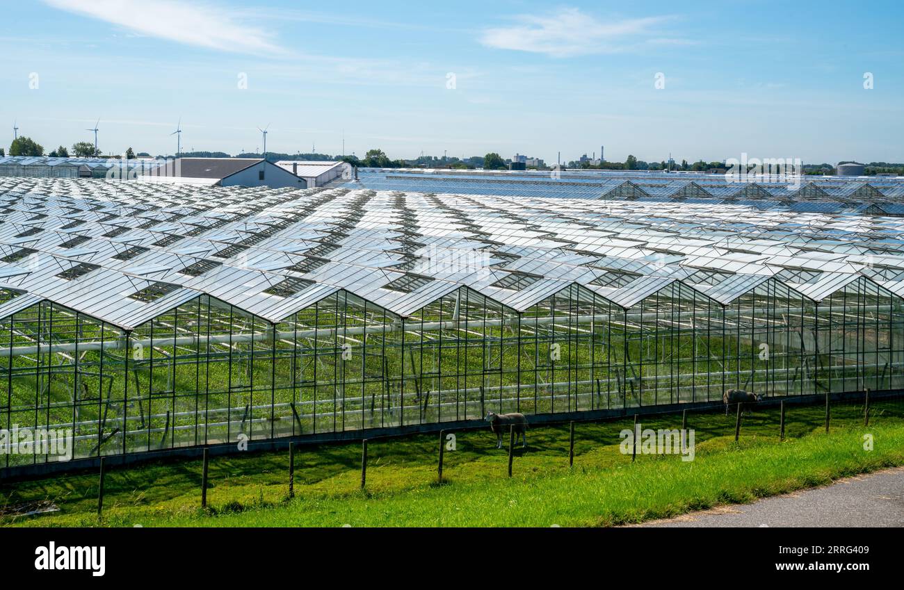 Large glass greenhouses in the Netherlands Stock Photo - Alamy