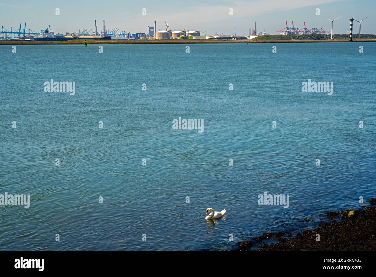 White swan with LNG terminal in the background near Rotterdam ...