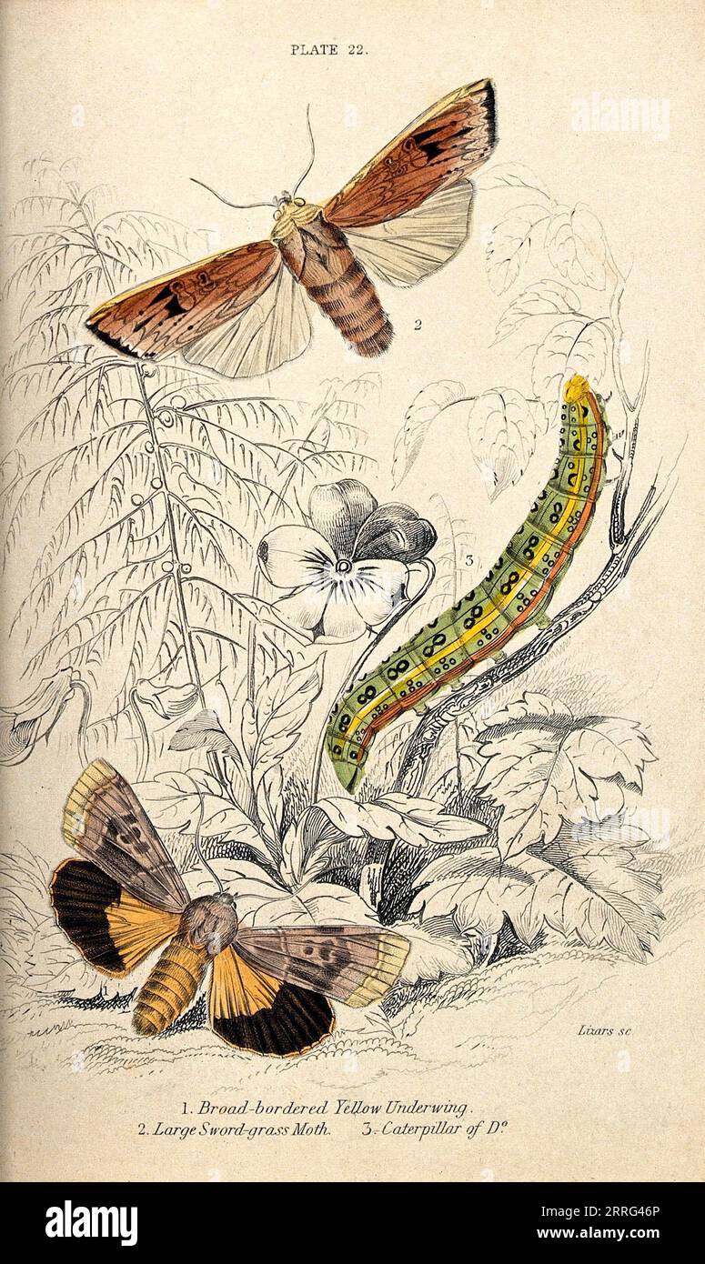 A butterfly(broad-bordered yellow underwing), a moth(Large Sword-Grass ...