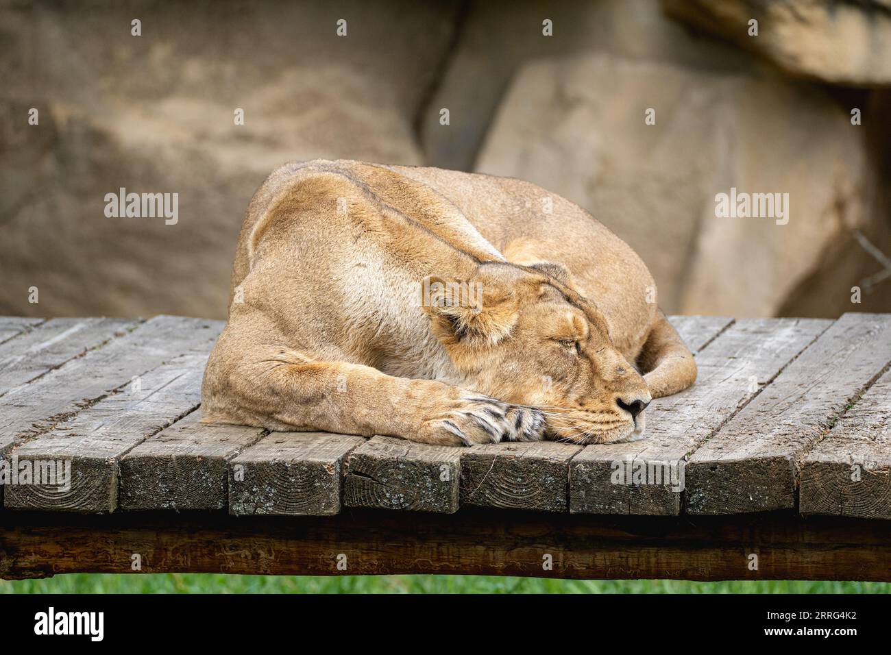 Lion taking a nap at the zoo in Prague, Czech Republic Stock Photo - Alamy