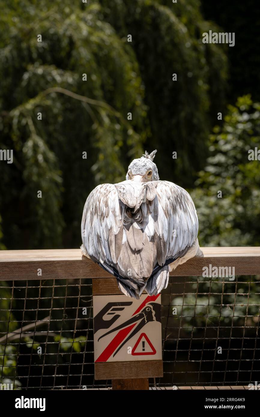 Angry pelican sitting on a fence staring at photographer at the zoo in ...