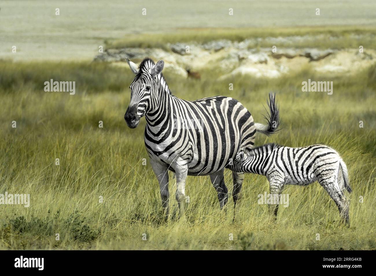 Zebra with pony in Etosha National Park in Namibia Stock Photo - Alamy